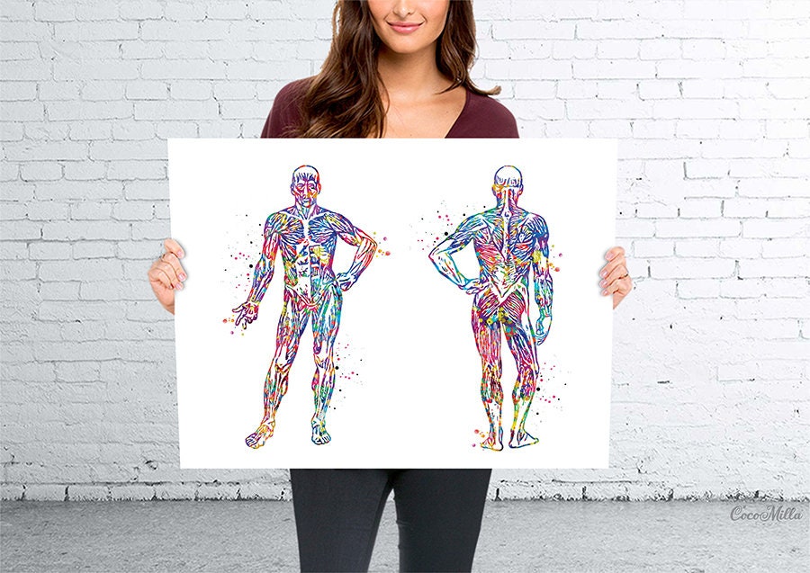 Muscular System Watercolor Print Human Body Anatomy Art Medical Art Or ...